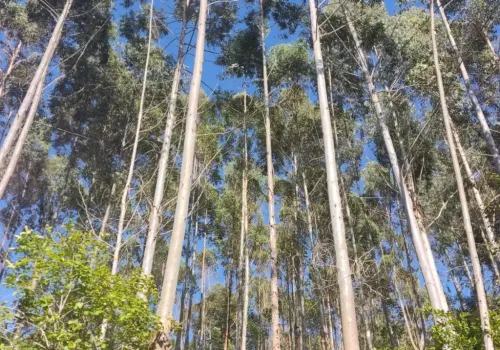 Chácaras à venda no Conceição da Meia Lua em Campo Magro | Chaves na Mão