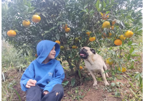 Chácaras à venda no Conceição da Meia Lua em Campo Magro | Chaves na Mão