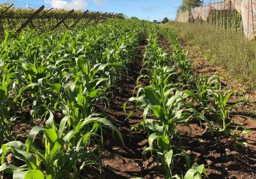Casas em condomínio com 2 quartos à venda na Zona Rural em São Miguel ...